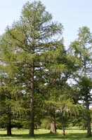 European Larch Trees